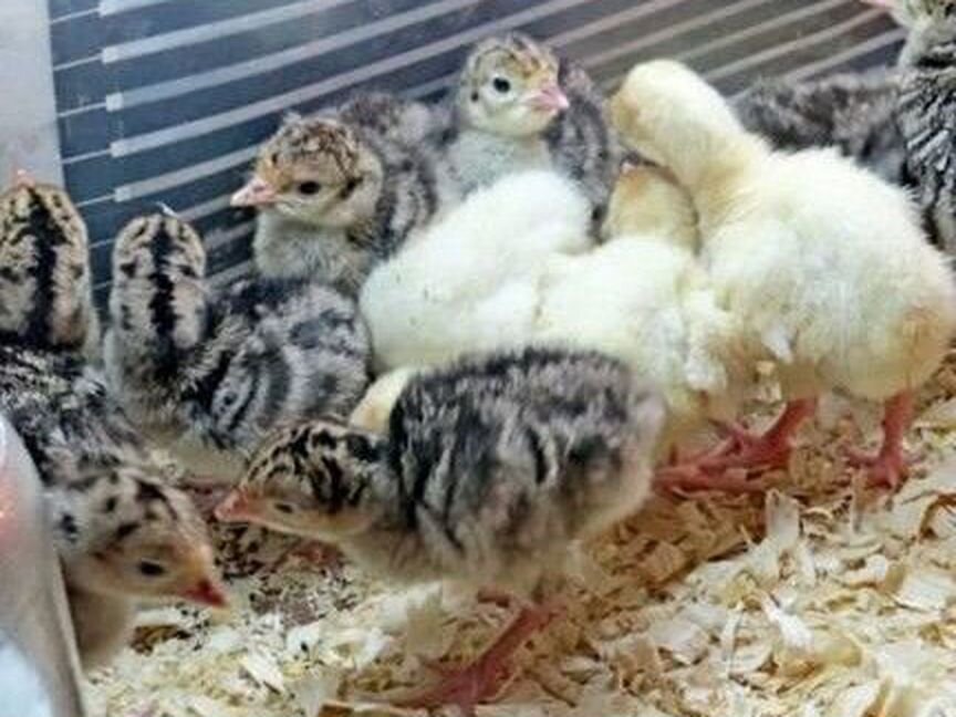 Индюшата суточные