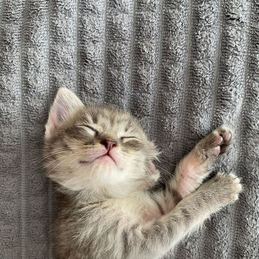 Котики бесплатно в добрые руки