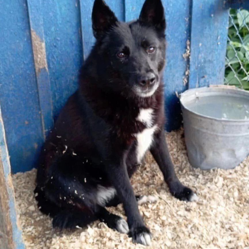 Гюльчатай ждёт свою любящую семью (мини лаечка)