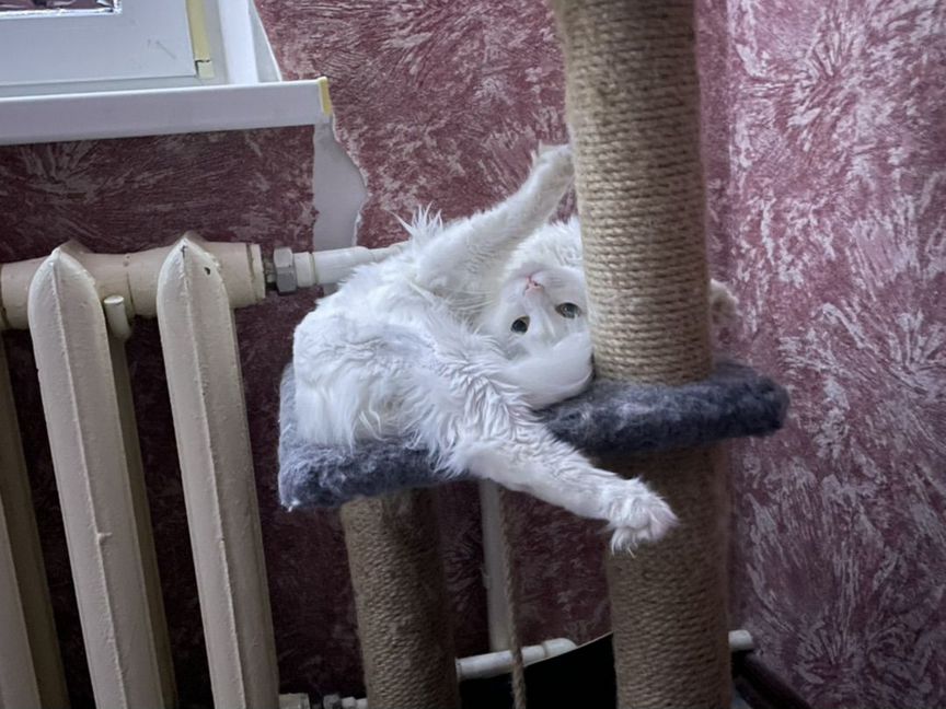 Кот в добрые руки