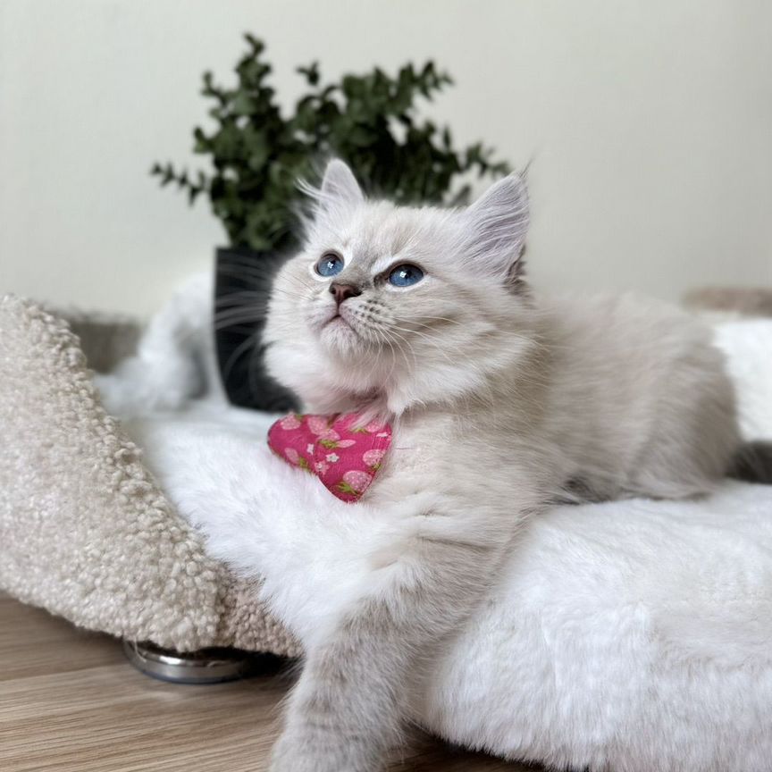 Невские маскарадные котята