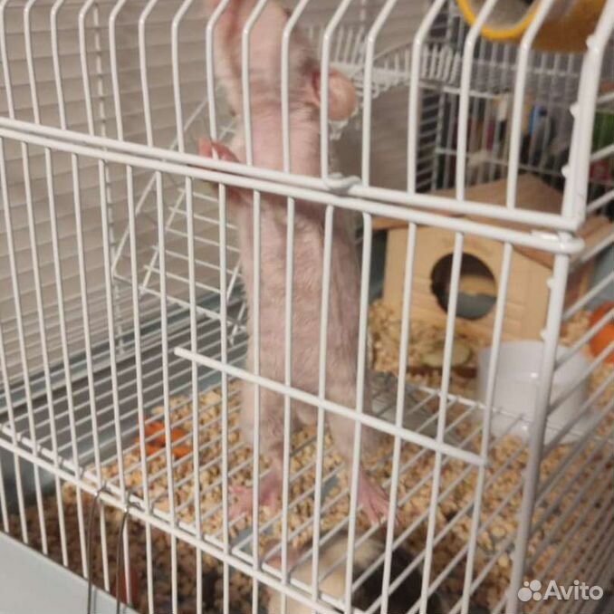 Крыса альбинос