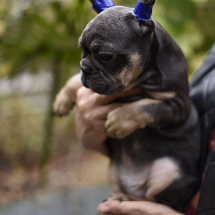 Мальчик в окрасе голубой подпал 3 мес