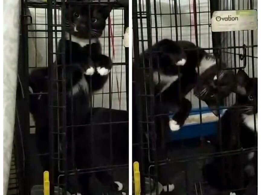 Котёнок в добрые руки