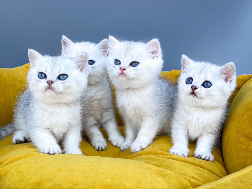 Британские котята