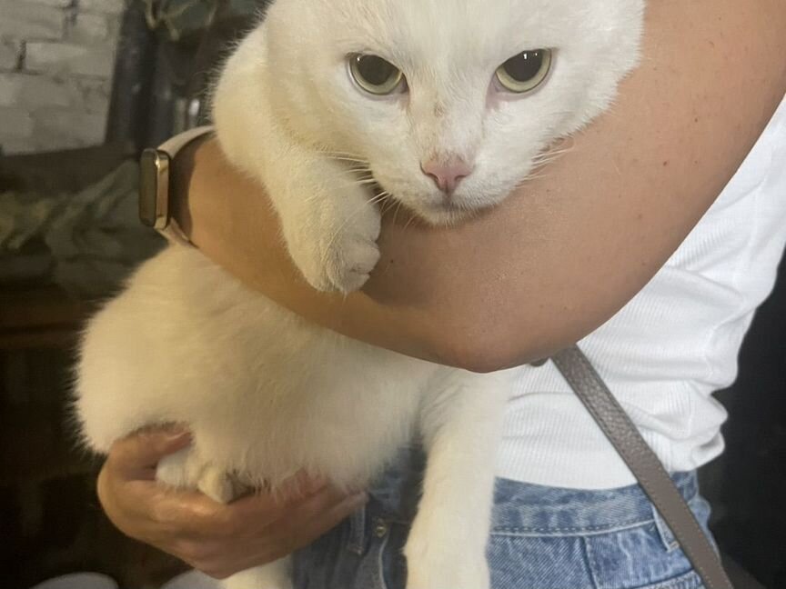 Найдена кошка