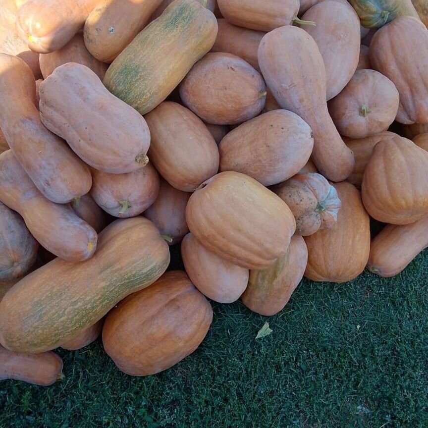 Тыква кормовая