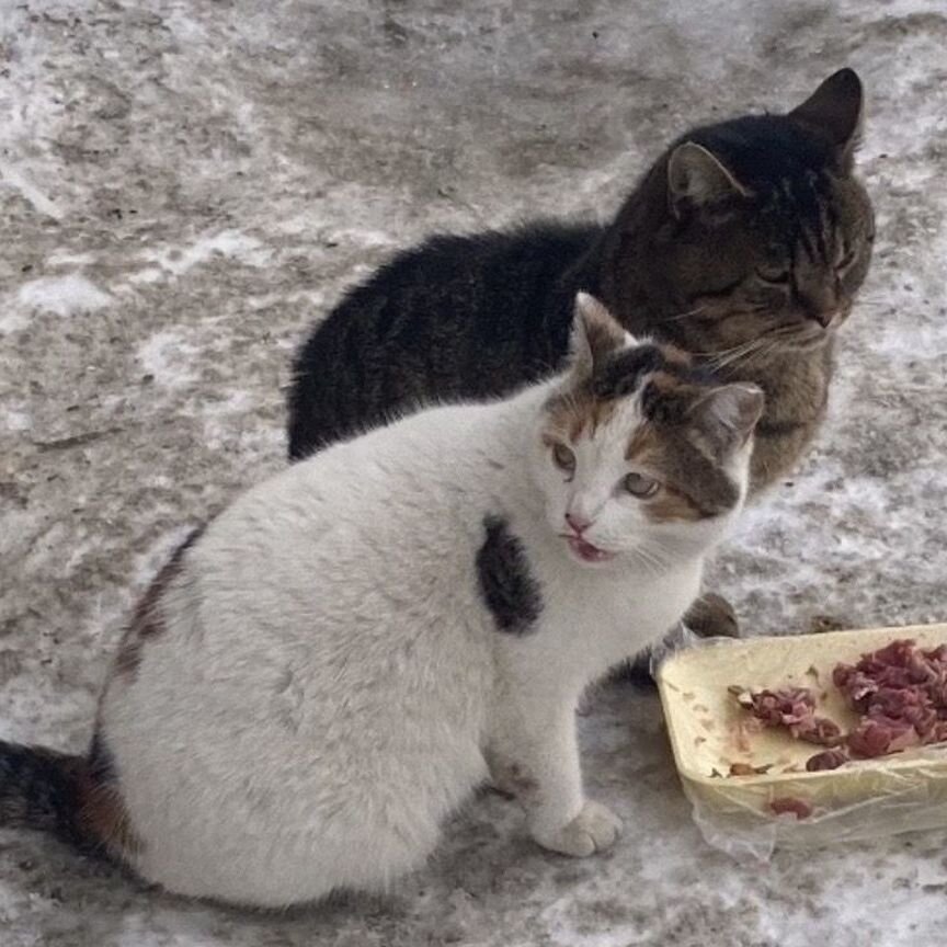 Взрослая, кошка в добрые руки