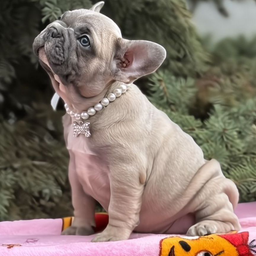 Французский бульдог, щенок