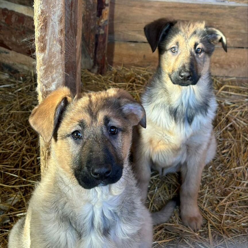 Щенки - 3 девочки и мальчик, 24.11.2024