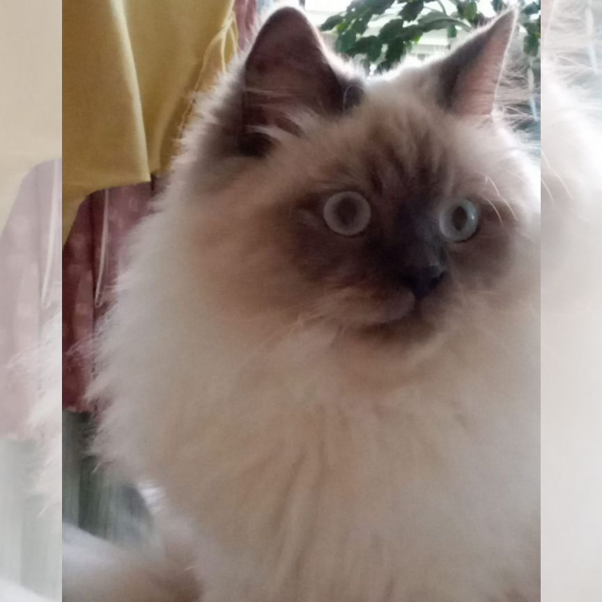 Кошечка ищет кота
