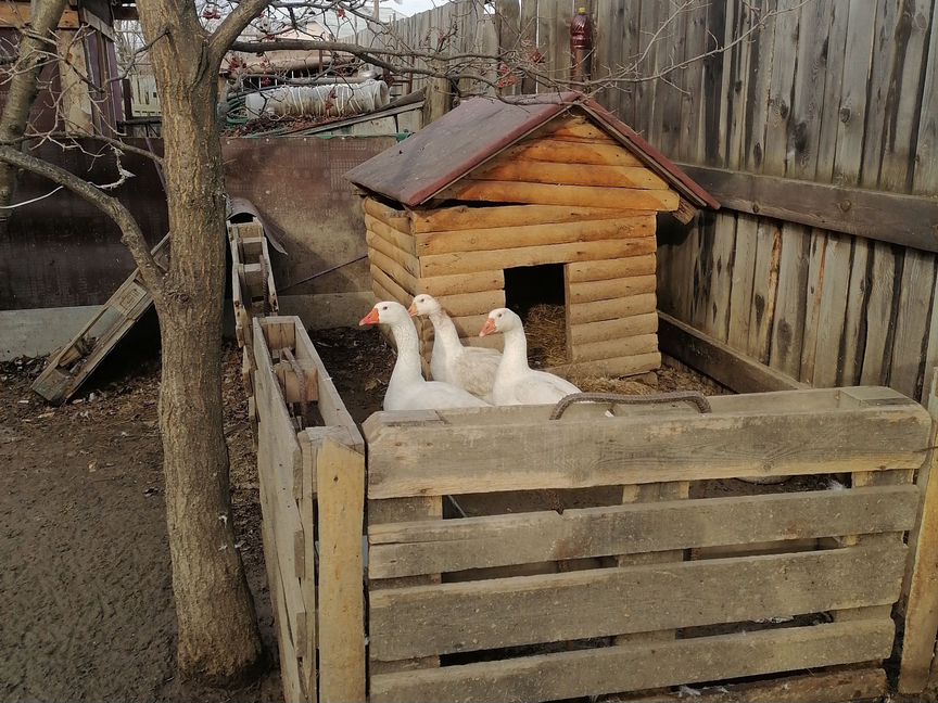 Инкубационное яйцо гусей