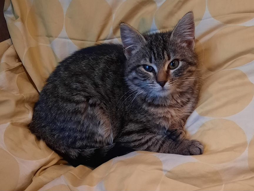 Котенок-таби 3,5 мес