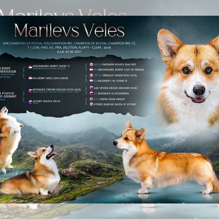 Вельш-корги пемброк кобель для вязки