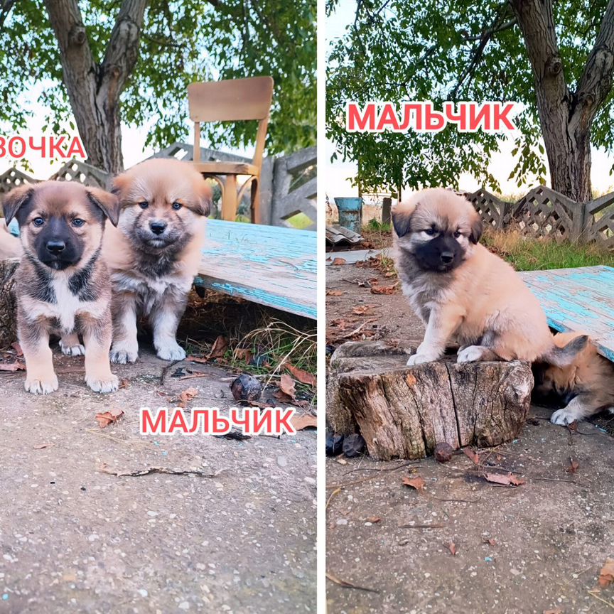 Щенки