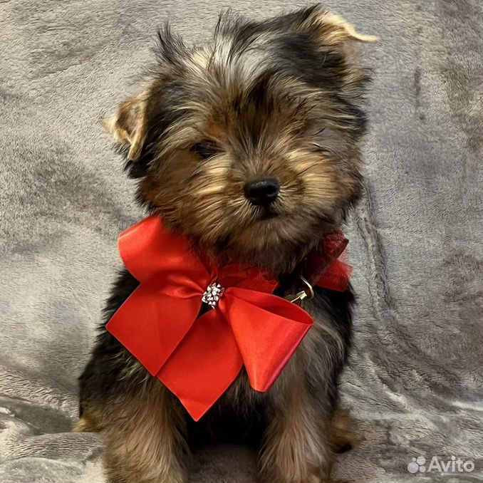 Мальчик йорка Красавчик