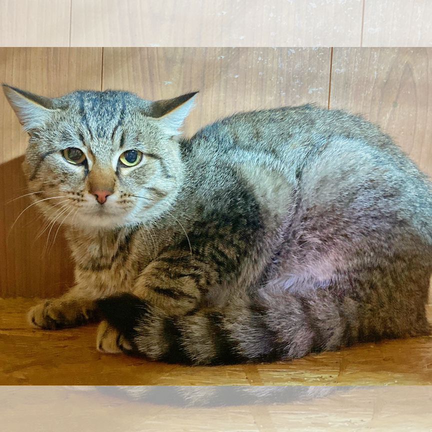 Котик Вася ищет дом