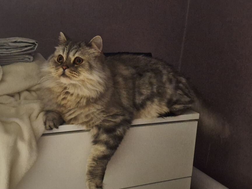 Персидский кот