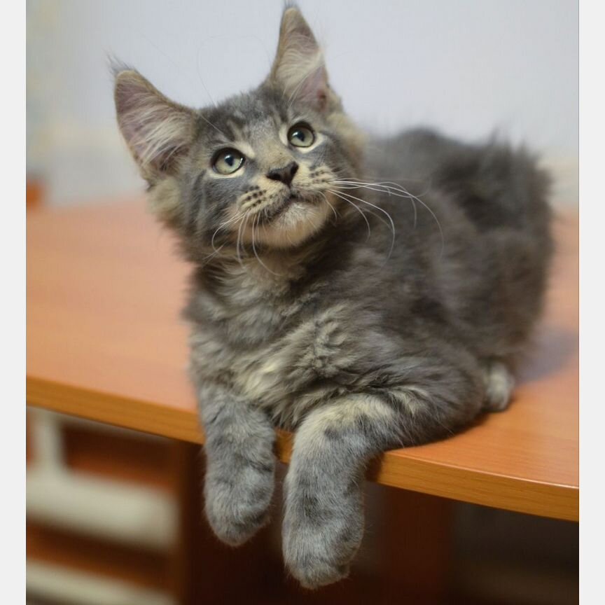 Мейн-кун котёнок