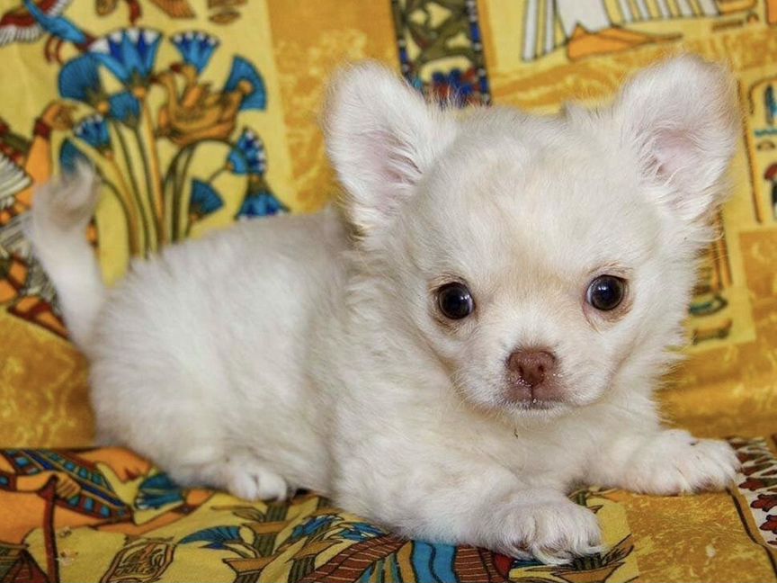 Чихуахуа мальчик крем