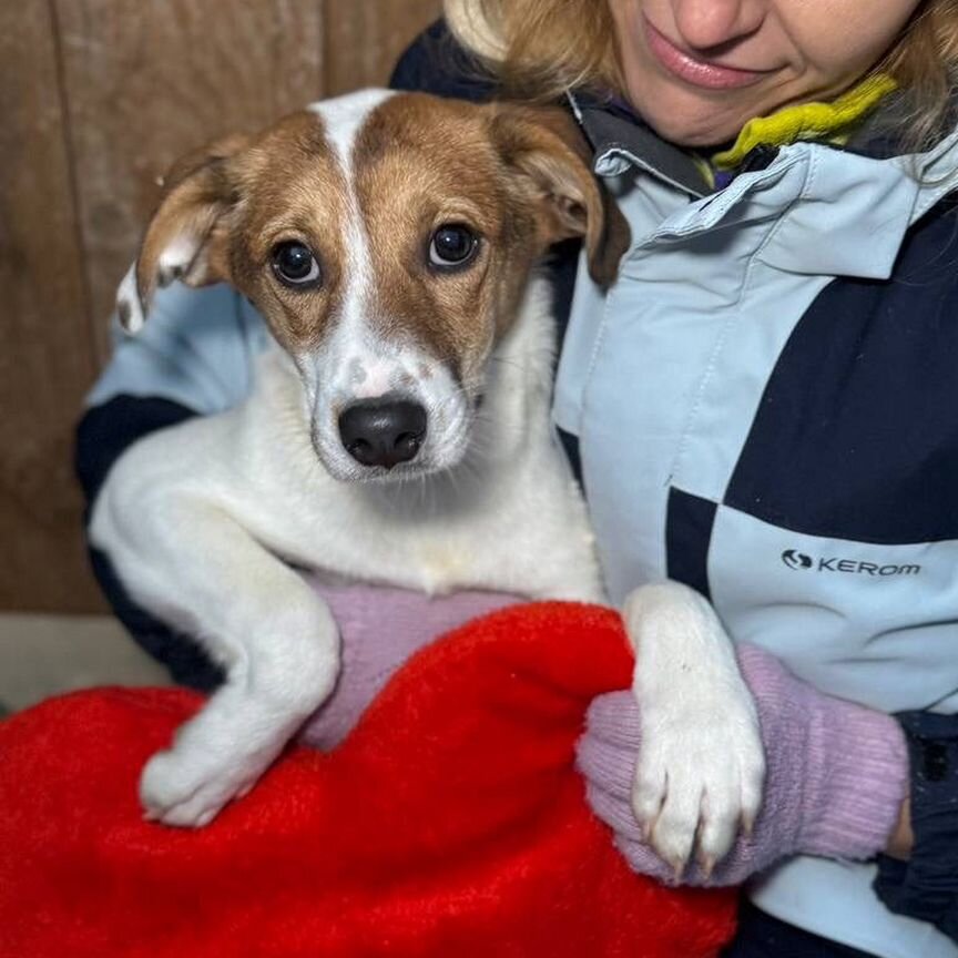 Щенок в добрые руки