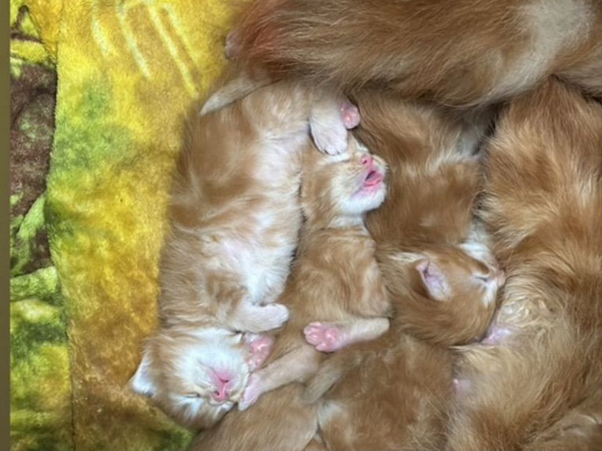 Котята мейкун