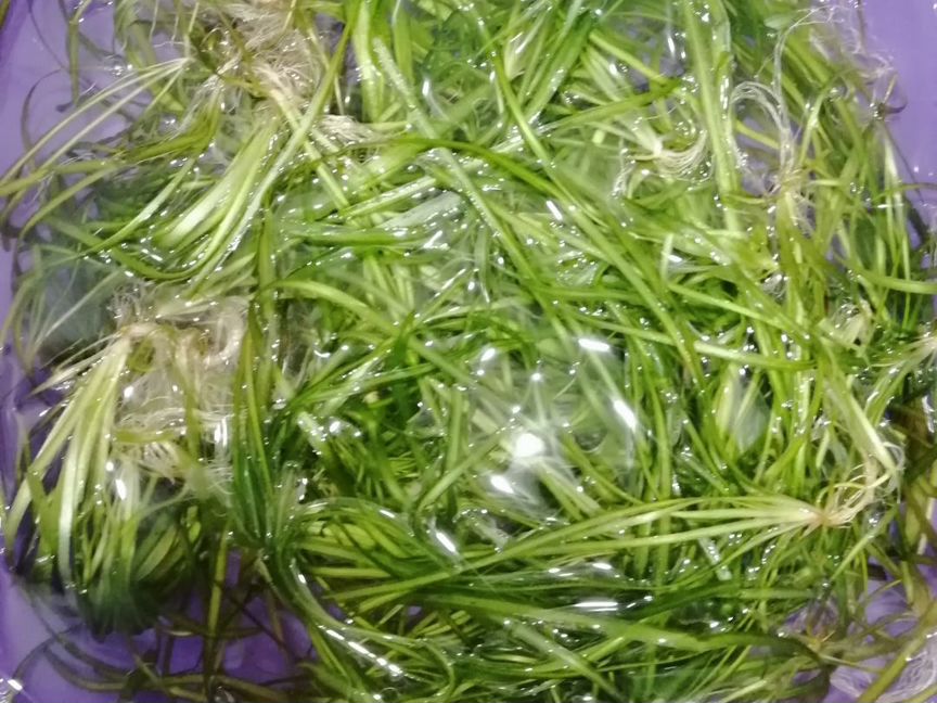 Мама отдам водоросли за