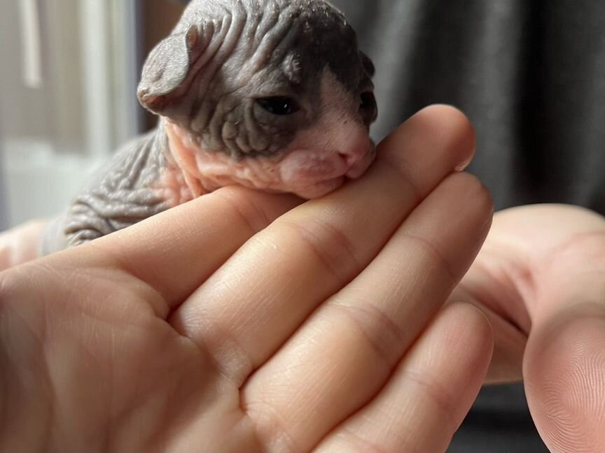 Канадский сфинкс котенок