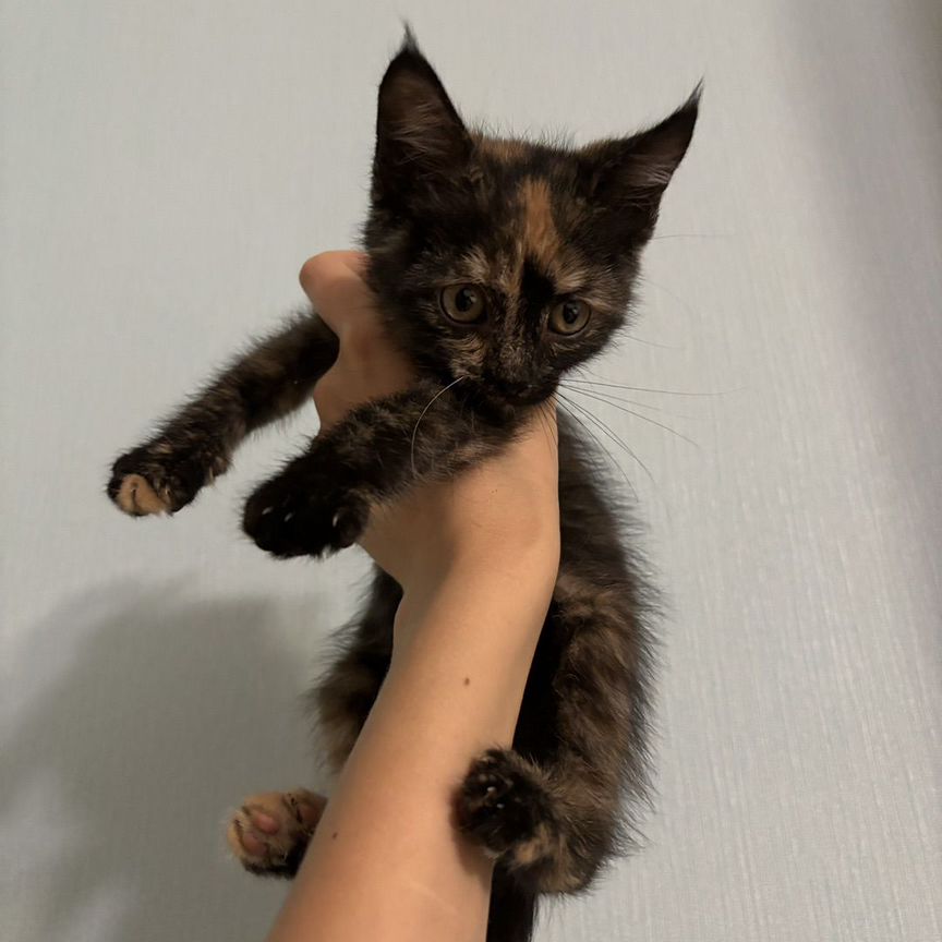 Котята в добрые руки 1 месяц