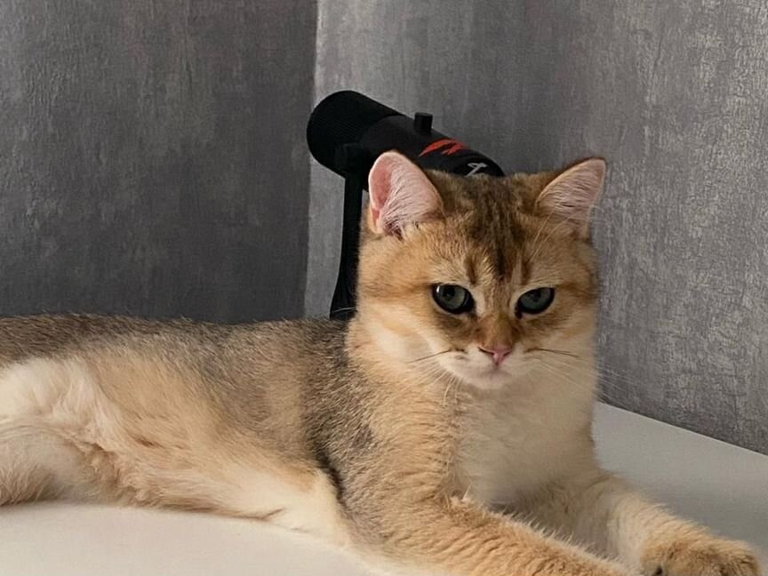 Кот золотая шиншилла