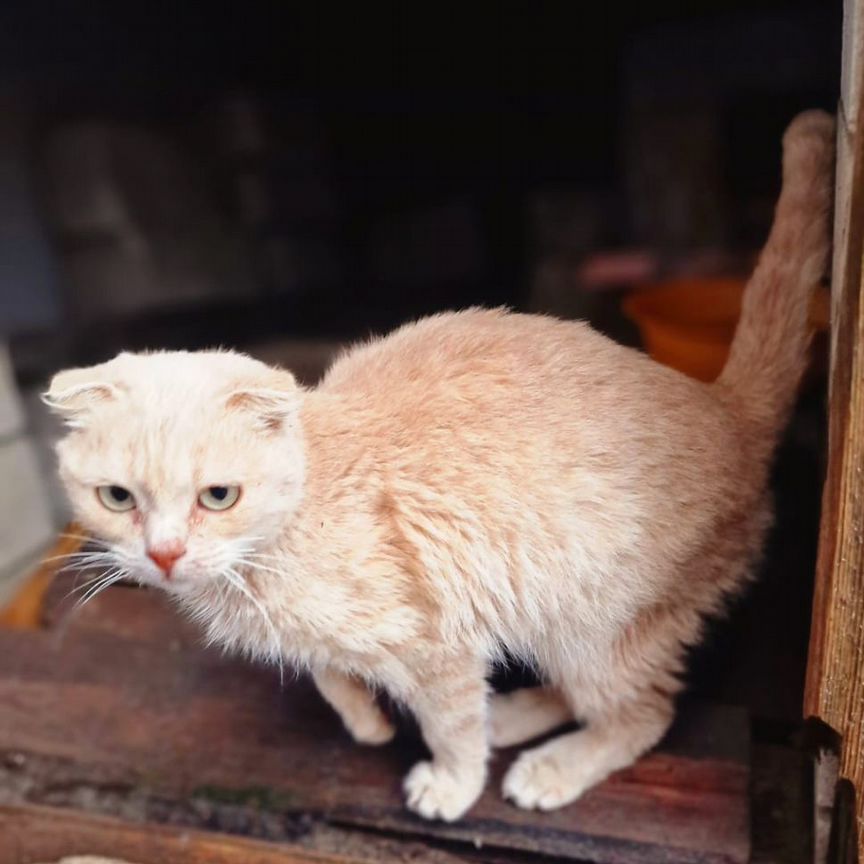 Кошки в добрые руки
