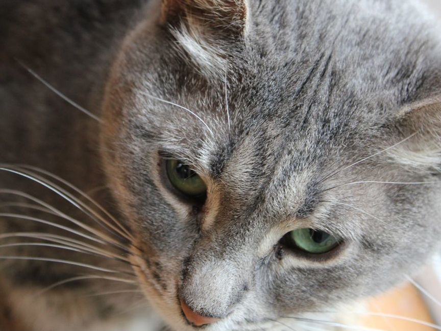 Кошка с громким именем