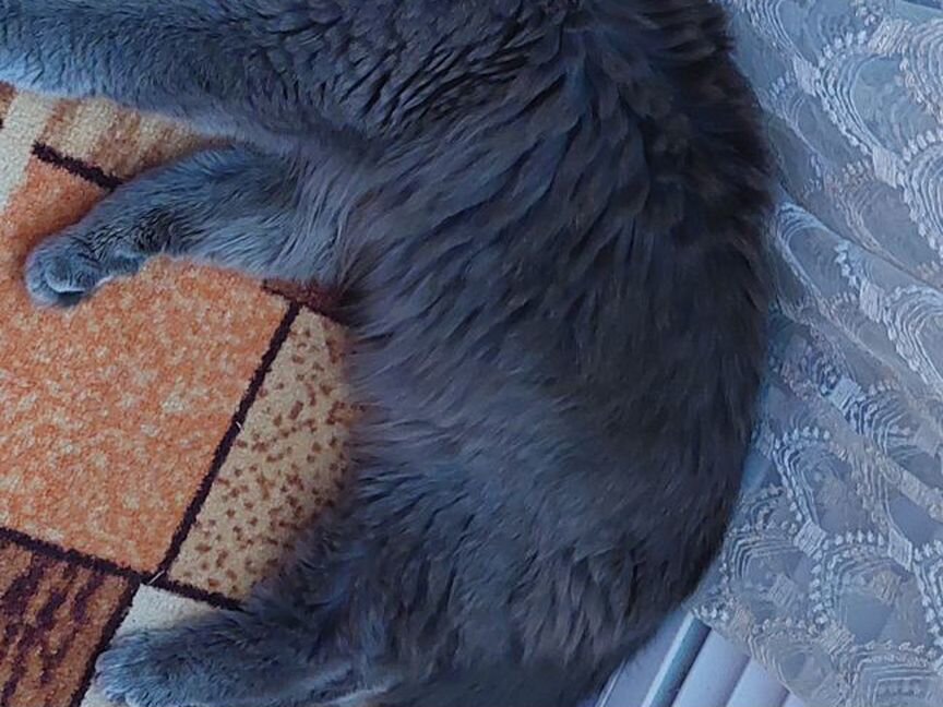 Котик Яшка, отдам в хорошие руки