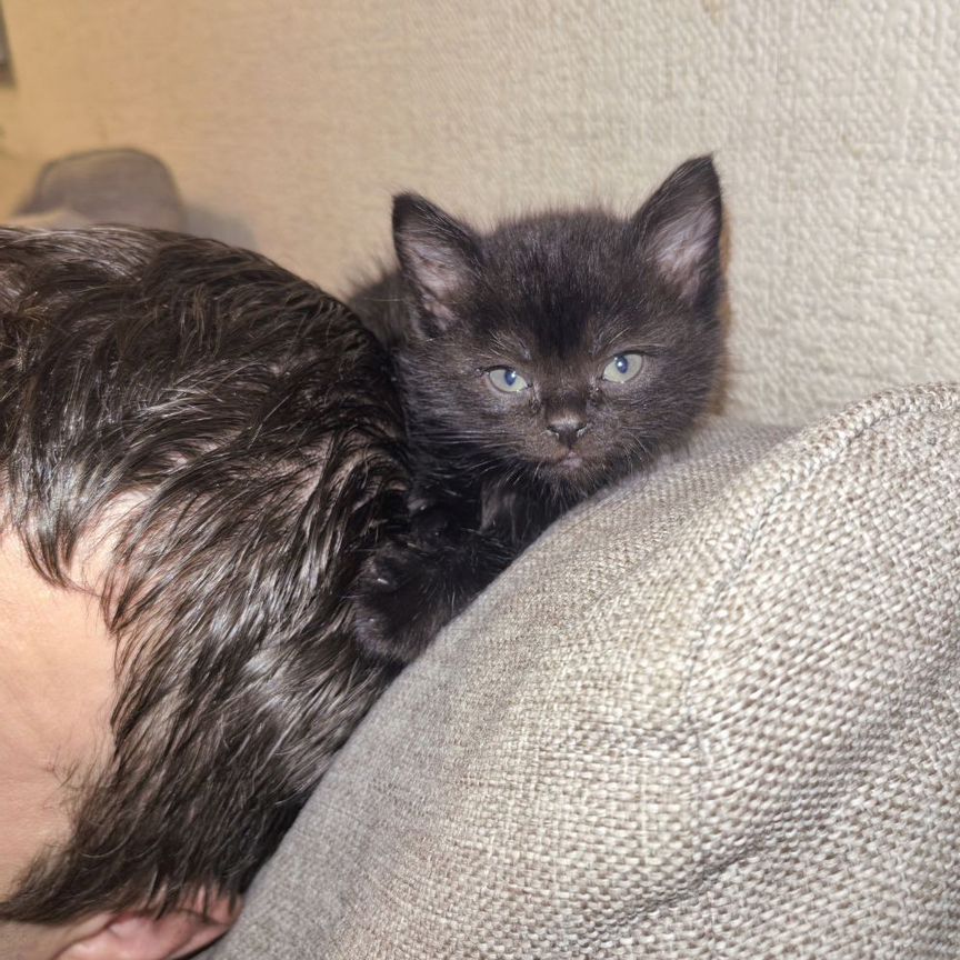 Котёнок в добрые руки