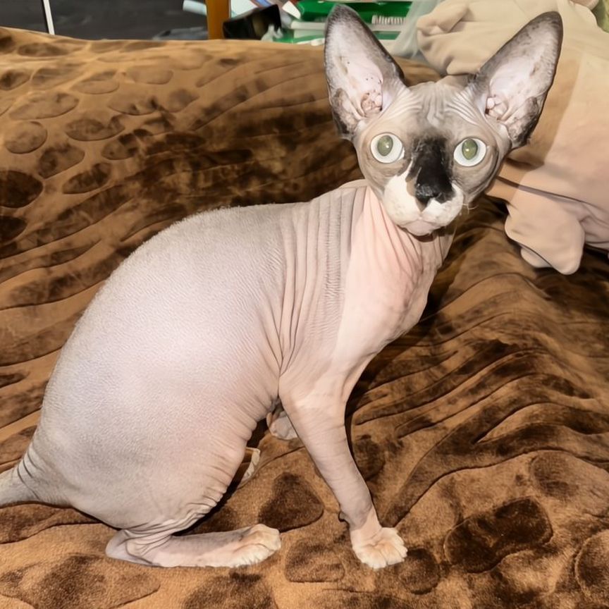 Канадский сфинкс котёнок