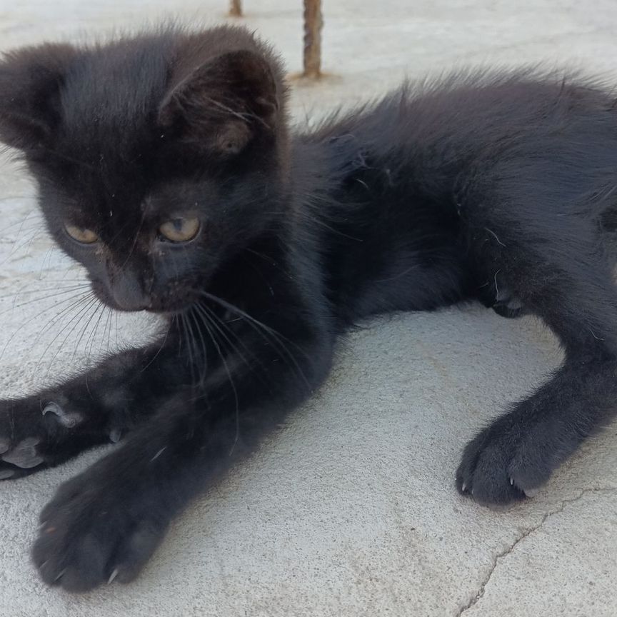 Котик 2.5 мес