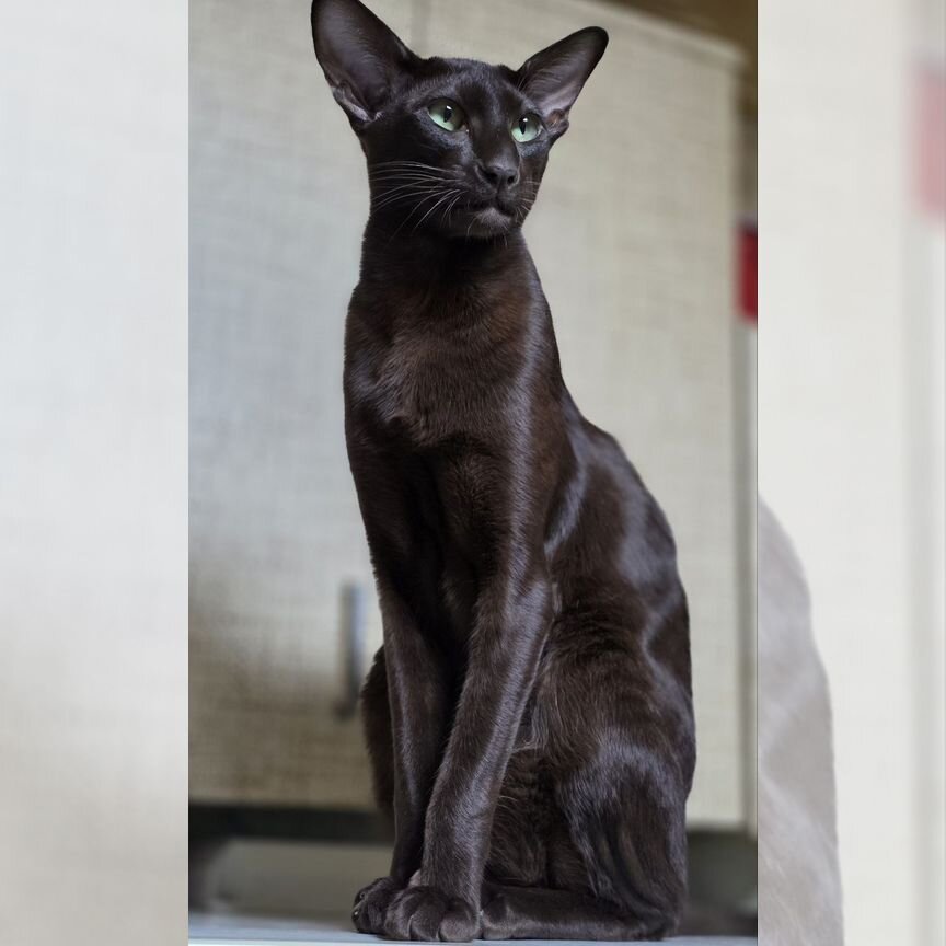 Ориентальный котёнок