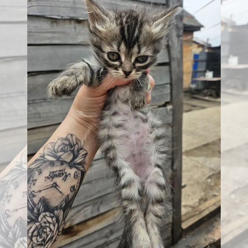 Котёнок в добрые руки