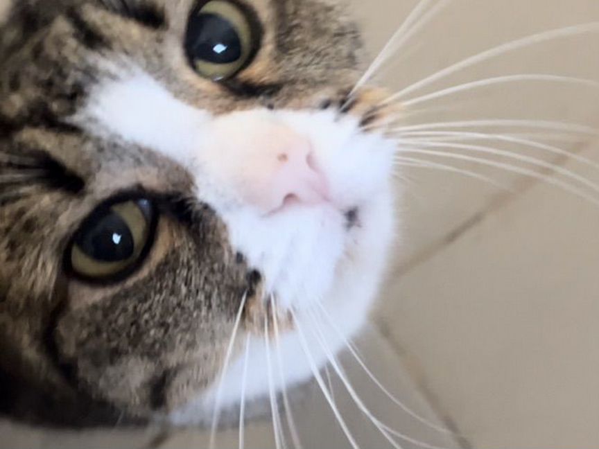 Кошечка в добрые руки