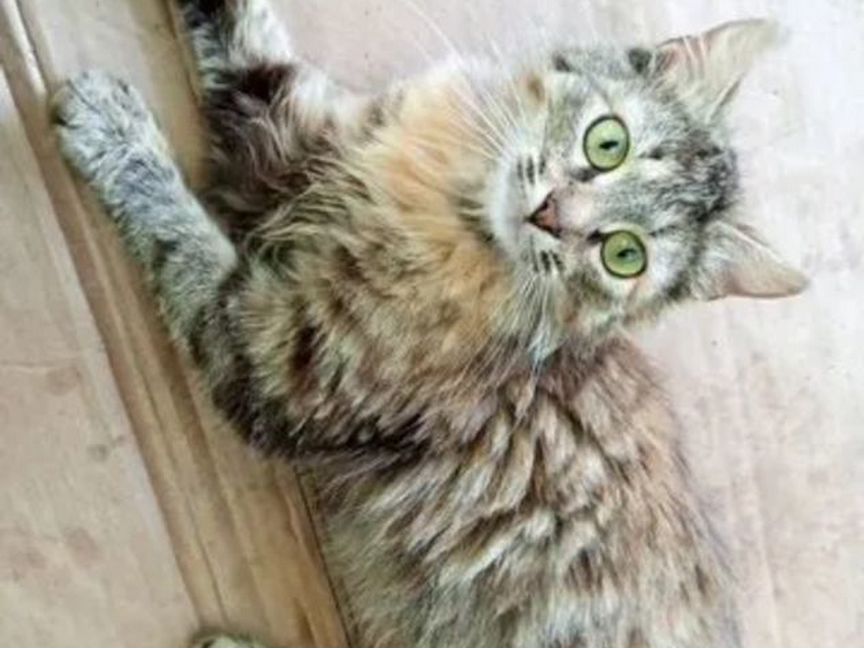 Несчастная кошка мечтает о доме