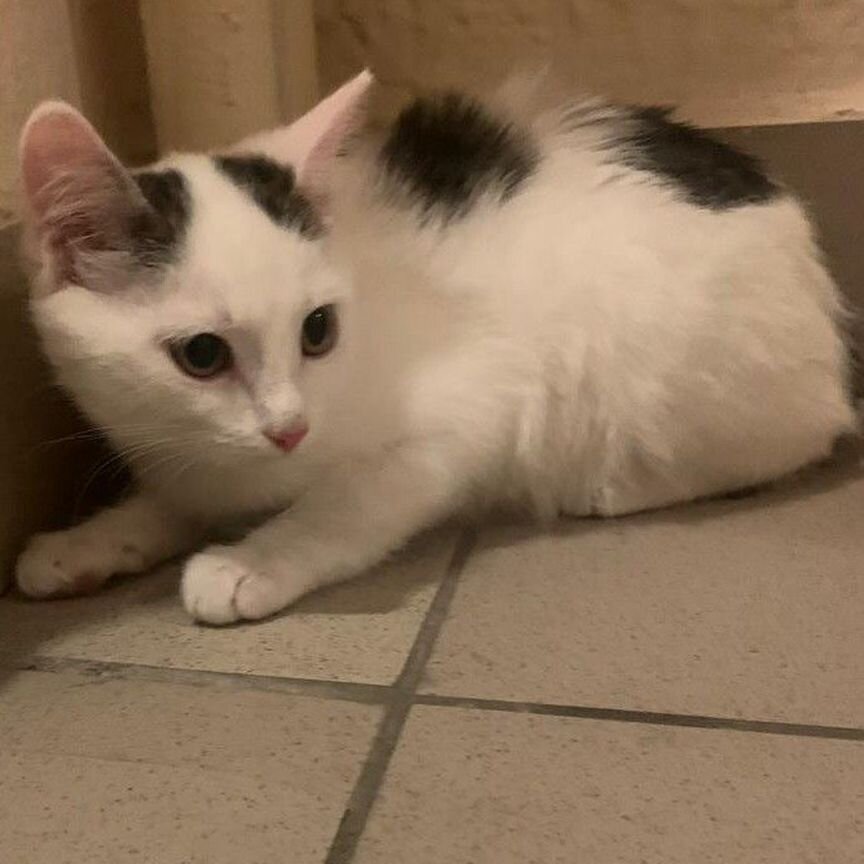 Котенок сидит в подъезде