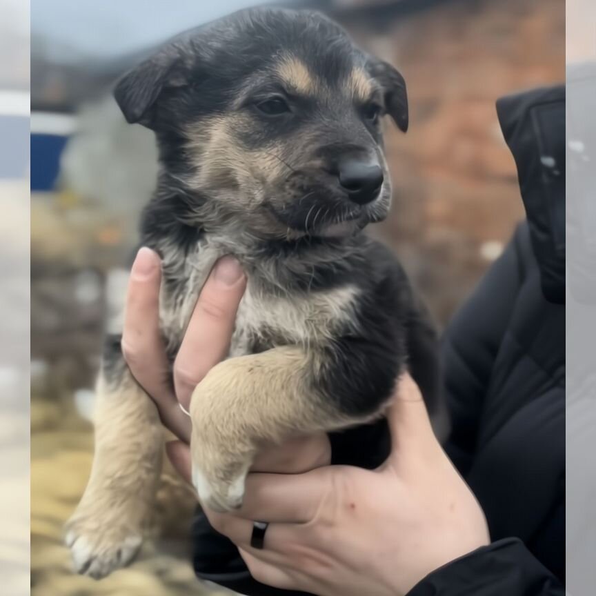 Щенок в добрые руки