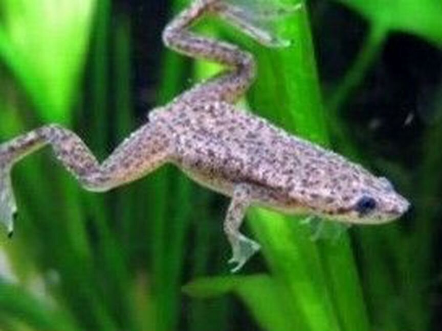 Аквариумные рыбки и карликовые лягушки