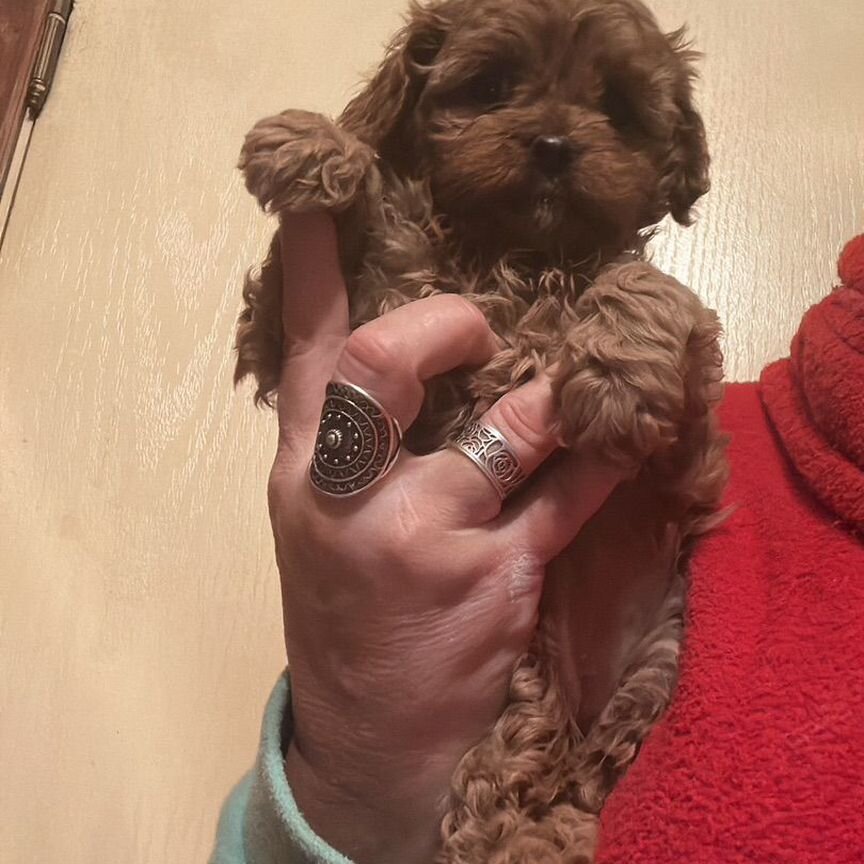 Мальтипу,кавапу мини