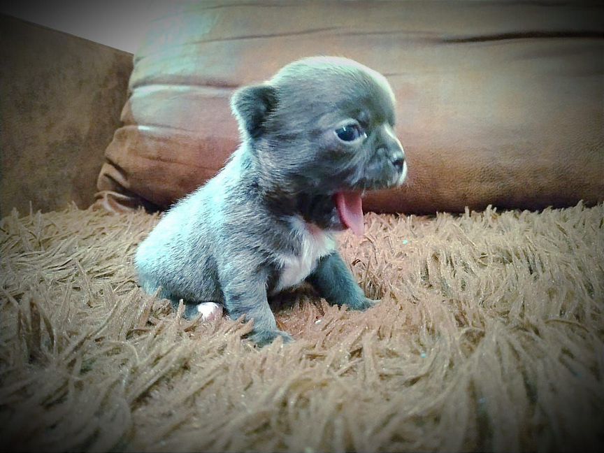 Собака чихуахуа