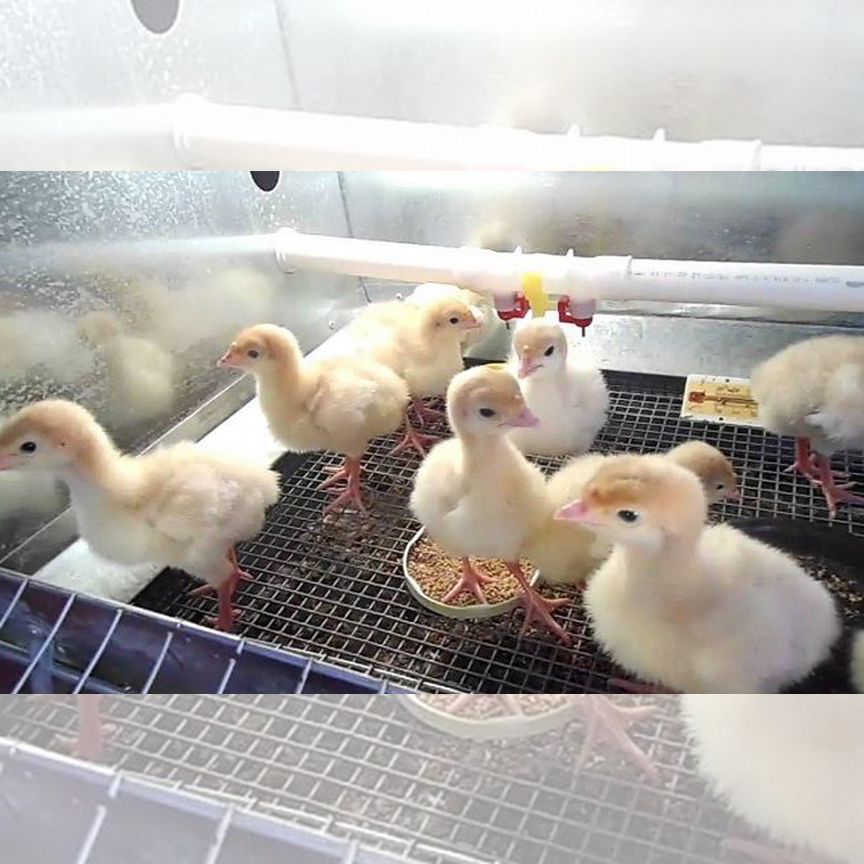 Индюшата хайбрид конвертер