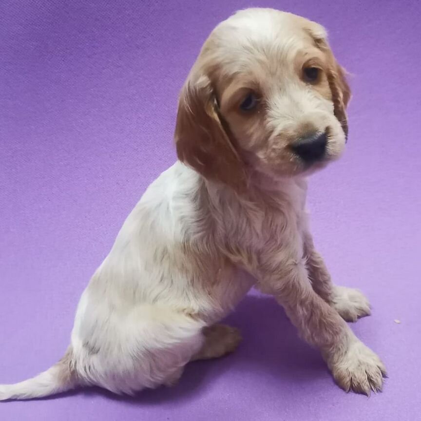 Кокер спаниель, щенок