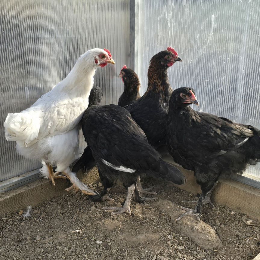 Молодые петушки