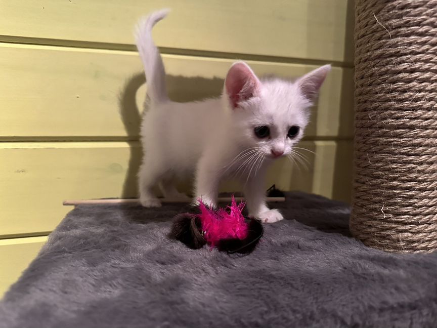 Отдам кошку в добрые руки