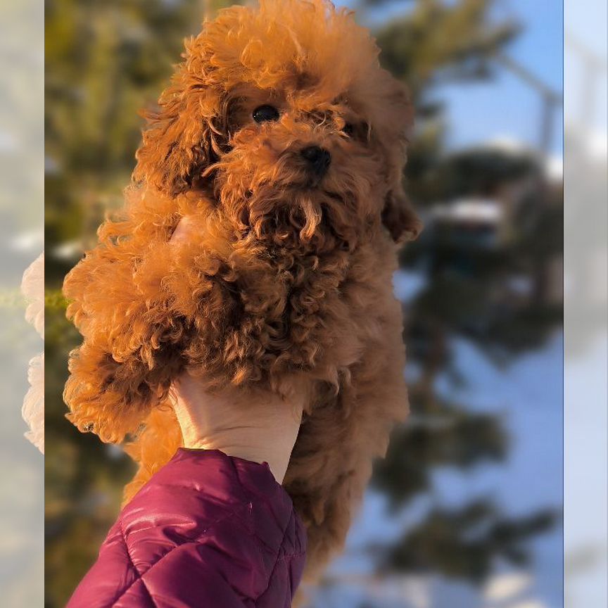 Той-пудель, щенок